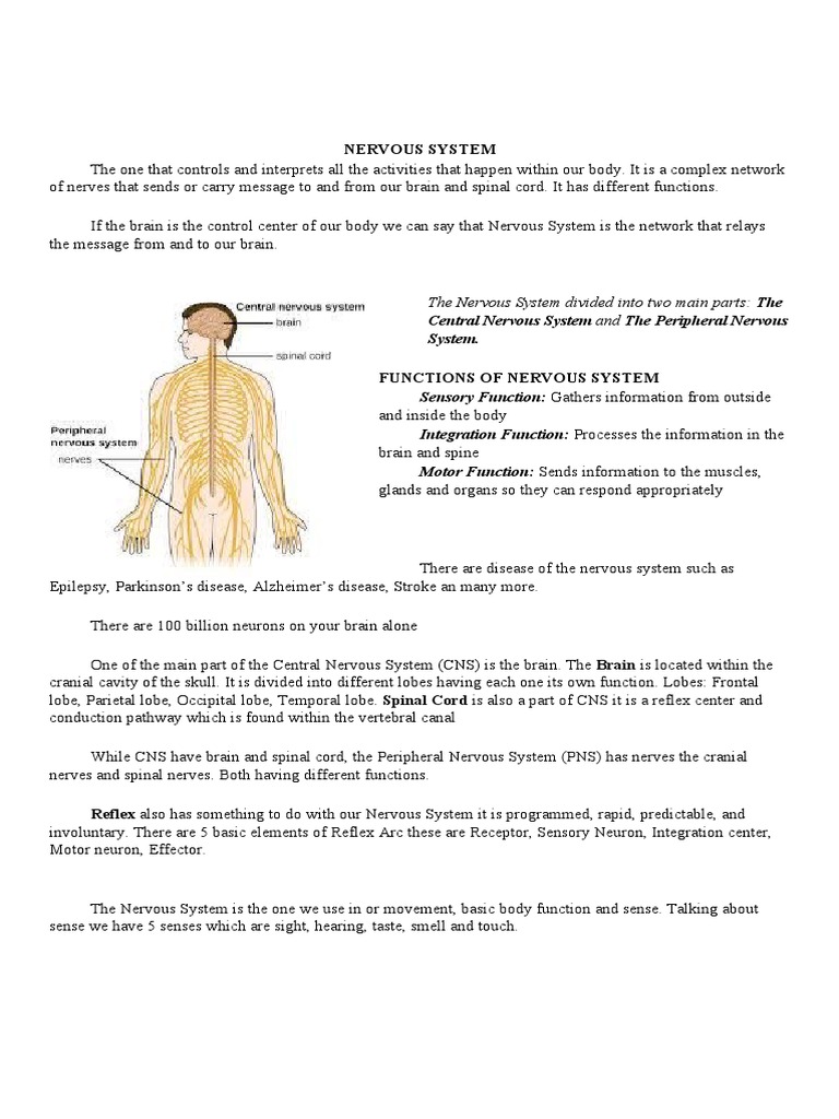 Nervous System | PDF | Nervous System | Central Nervous System