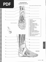 Foot - Ankle Anatomy Coloring | PDF