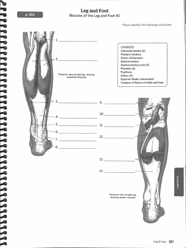 Foot - Ankle Anatomy Coloring | PDF