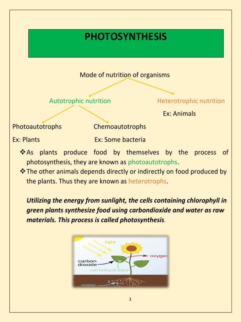 Photosynthesis Grade 11 | Download Free PDF | Photosynthesis | Plants