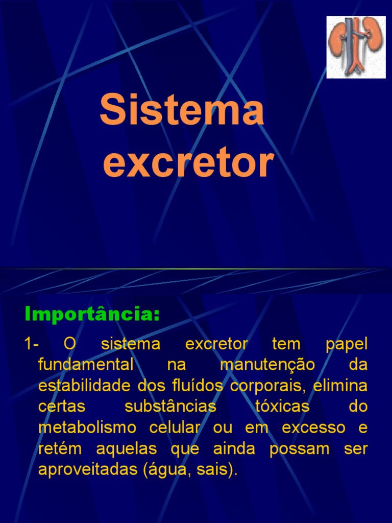 Sistema Excretor | PDF | Rim | Anatomia