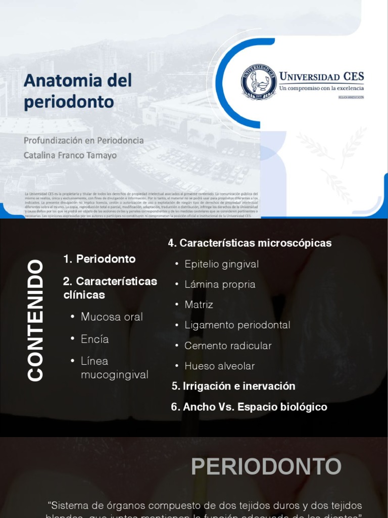 Anatomia Del Periodonto OK - Compressed | PDF | Epitelio | Hueso