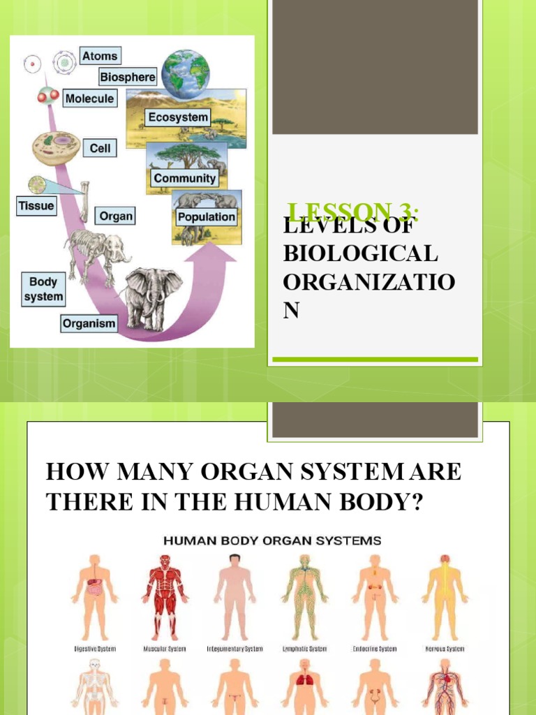 Levels of Biological Organization | PDF