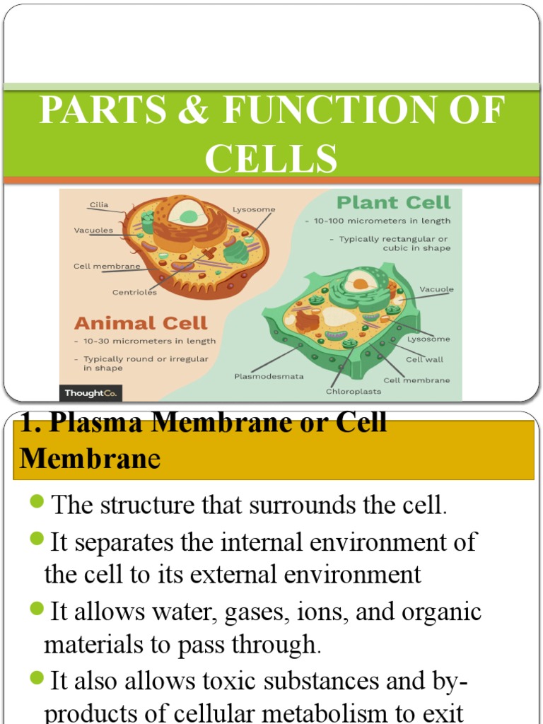 Parts & Function of Cells | PDF | Cell (Biology) | Endoplasmic Reticulum