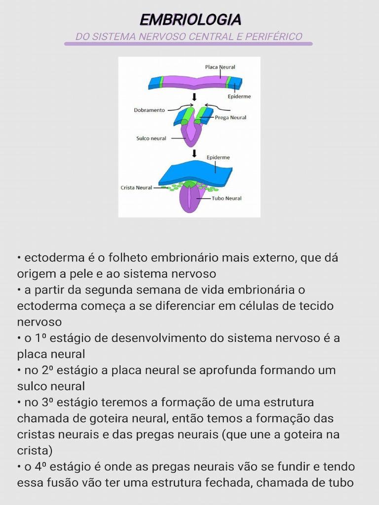 Embriologia Do Sistema Nervoso | PDF