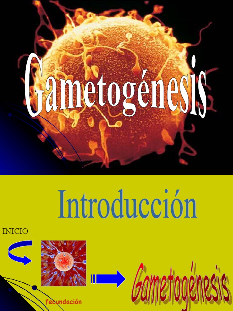 Diapositivas Gametogenesis | PDF