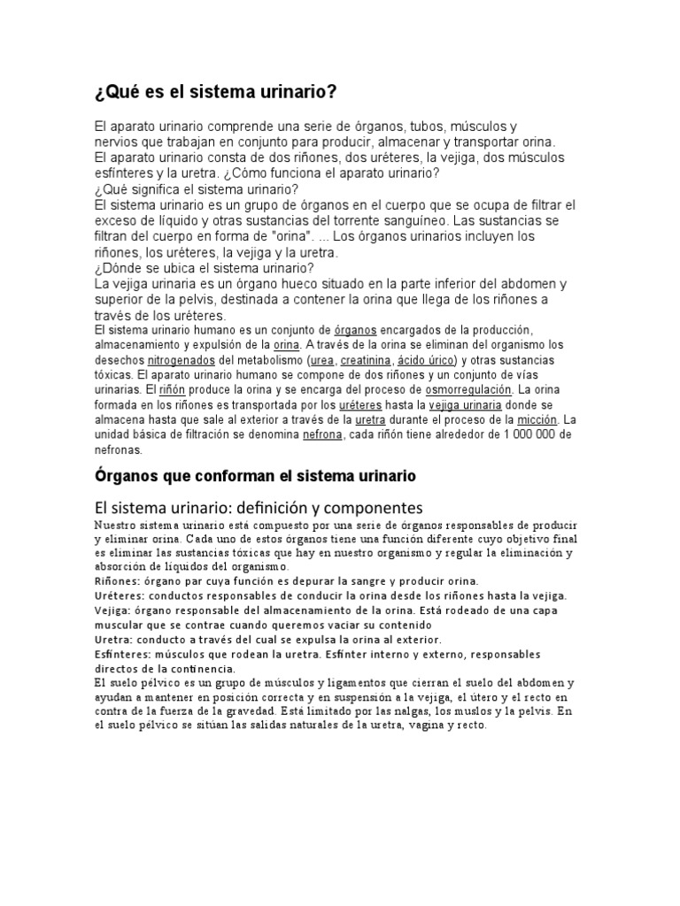 Qué Es El Sistema Urinario | PDF | Sistema urinario | Orina