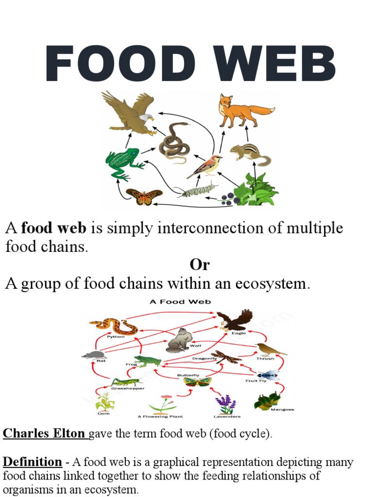 Food Web | PDF | Food Web | Systems Theory