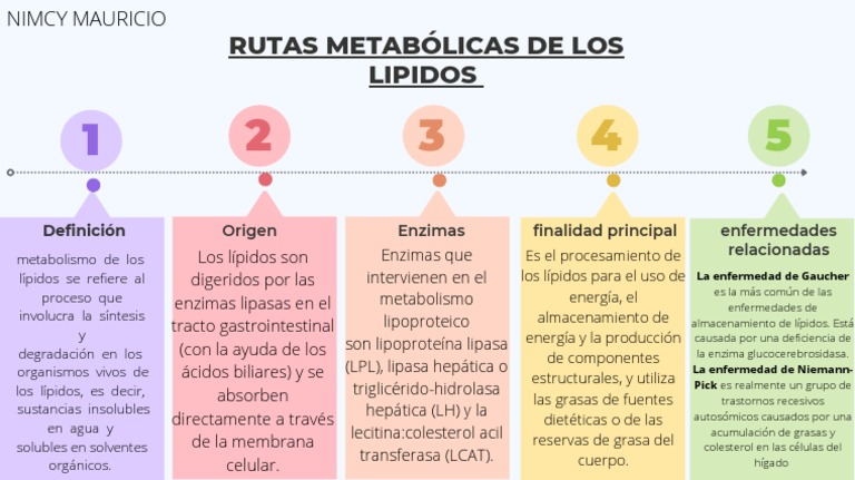 Mapa Rutas Metabólicas de Los Lipidos - Nimcy Mauricio | PDF | Lípido ...