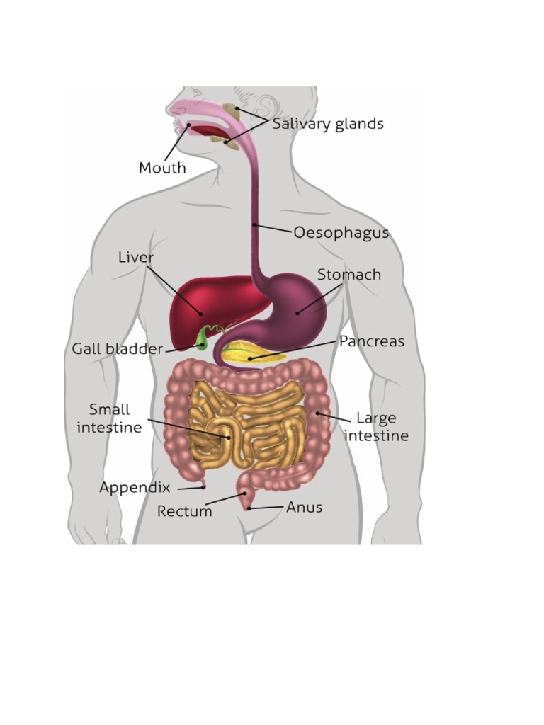 Digestive System | PDF