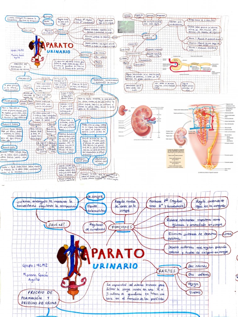 Sistema Urinario. | PDF