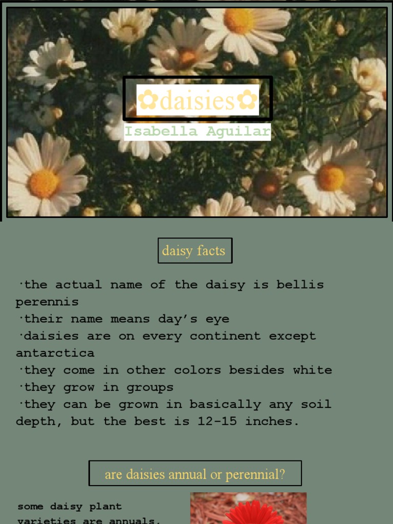 daisies | PDF