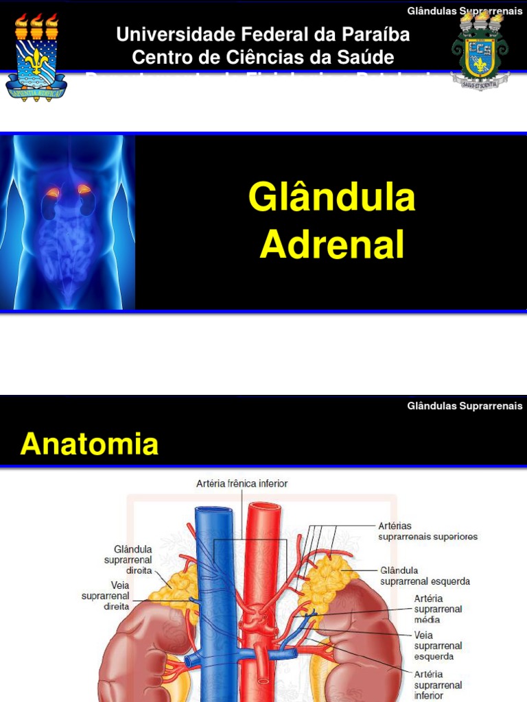 Anatomia das Glândulas Suprarrenais | PDF | Glândula suprarrenal | Cortisol
