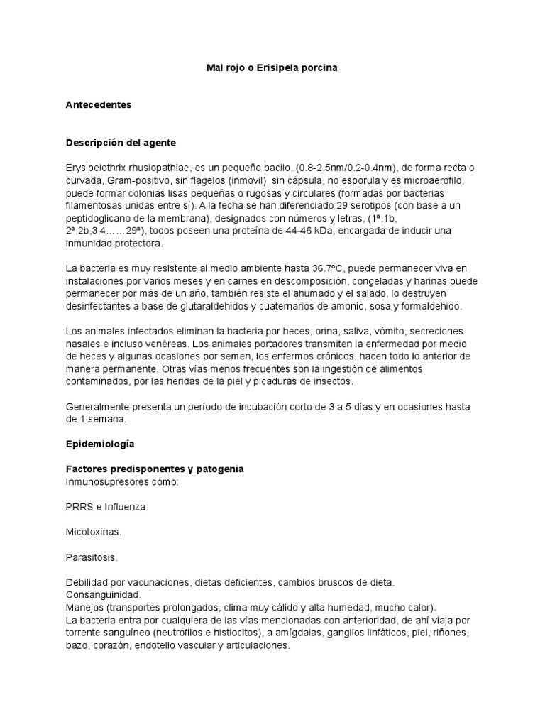Erisipela Porcina Info | PDF | Penicilina | Inmunidad (médica) Erisipela Porcina Info | PDF | Penicilina | Inmunidad (médica)