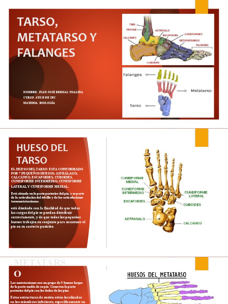 Tarso, Metatarso y Falanges del Pie | PDF | Pie | Mano