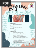 Anatomía Región Maseterina | PDF | Cabeza y cuello humanos | Sistema ...