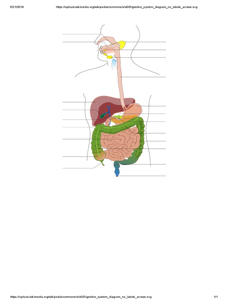 Digestive System Diagram No Labels Arrows | PDF