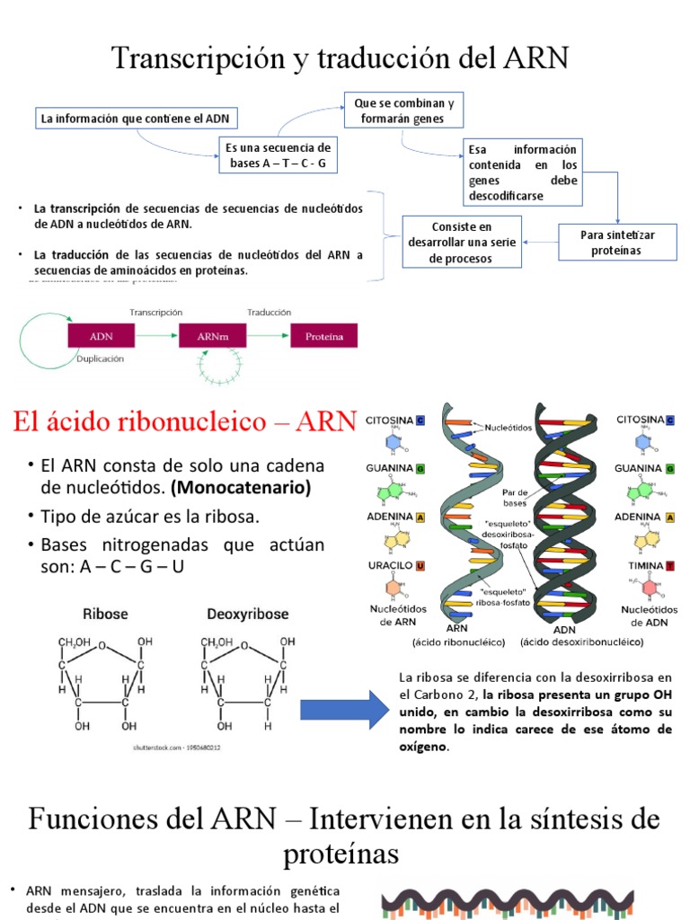 Transcripción y Traducción Del ARN | PDF