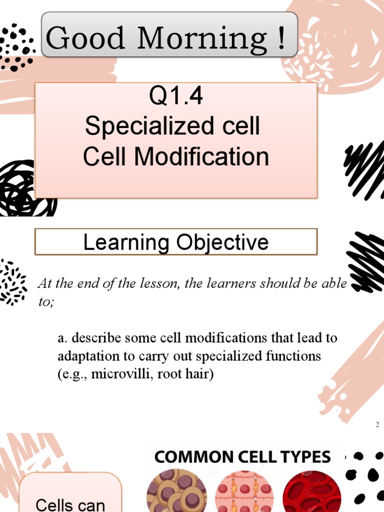 Q1.4 Specialized Cells and Tissues | PDF | Cell (Biology) | Red Blood Cell