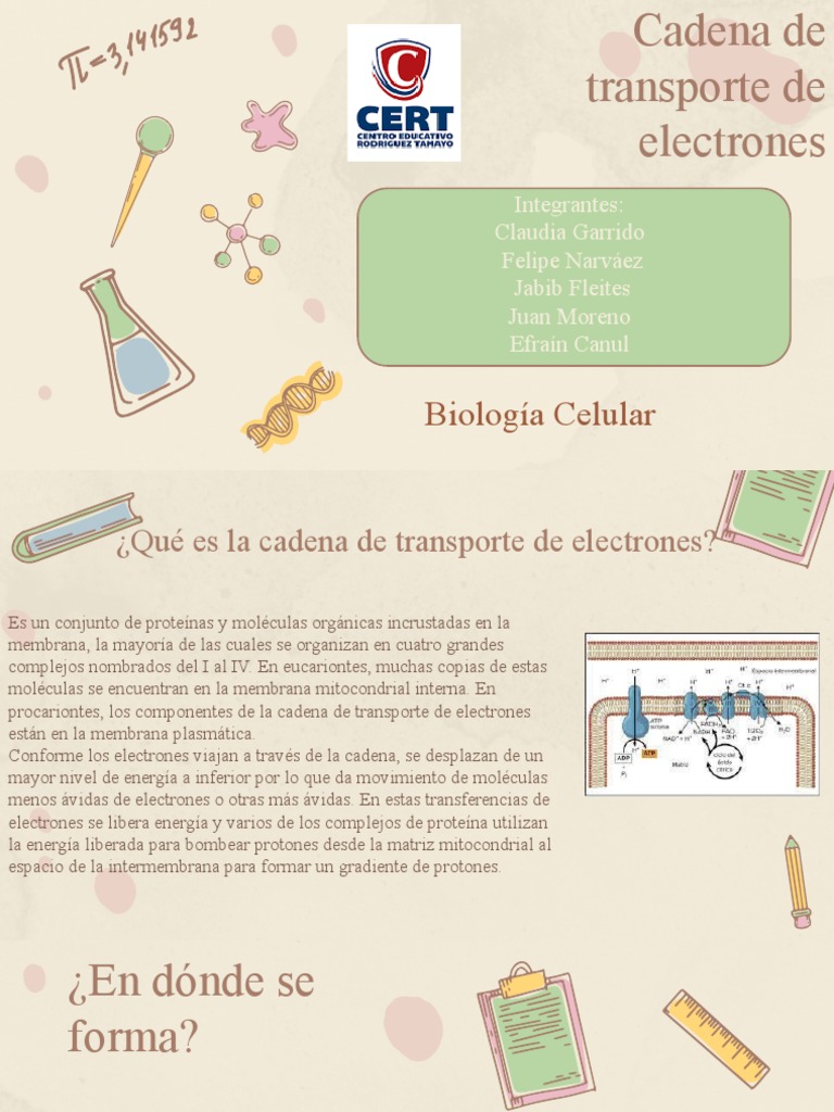 Presentacion de Cadena de Transporte de Electrones (Exposicion) | PDF | Trifosfato de adenosina ...