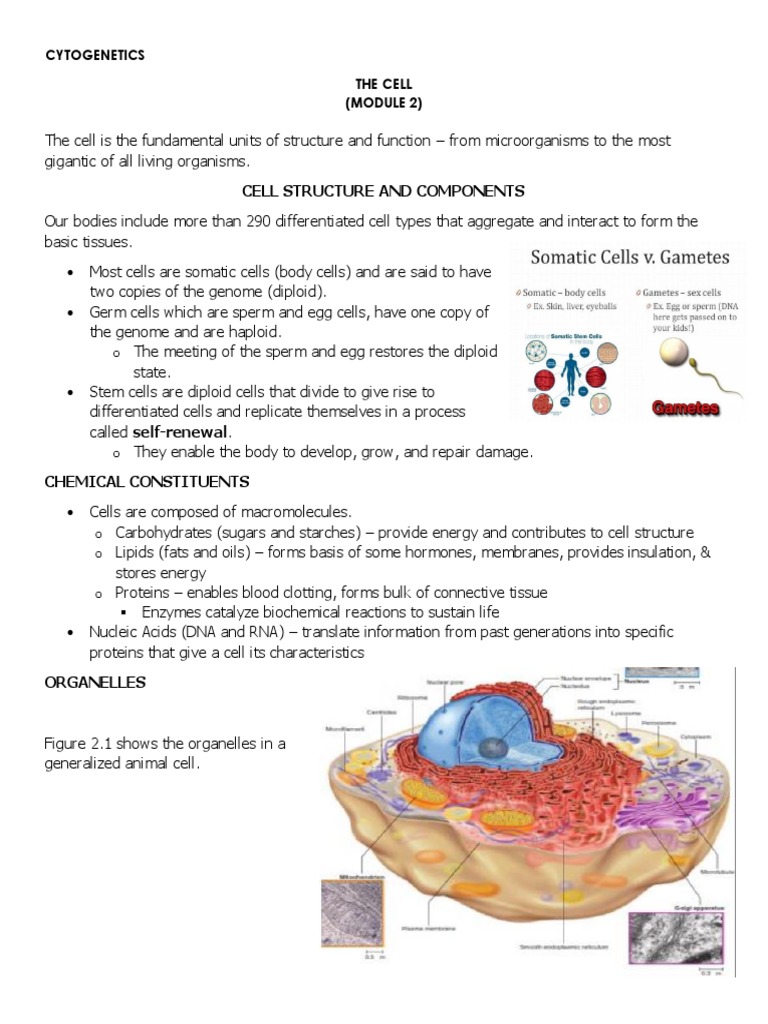 Module 2 Cytogenetics | PDF | Cell (Biology) | Mitosis