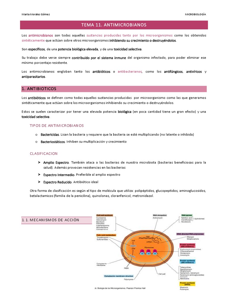 Wuolah Free Tema 11 - Gulag - Free | PDF | Ribosoma | Las bacterias