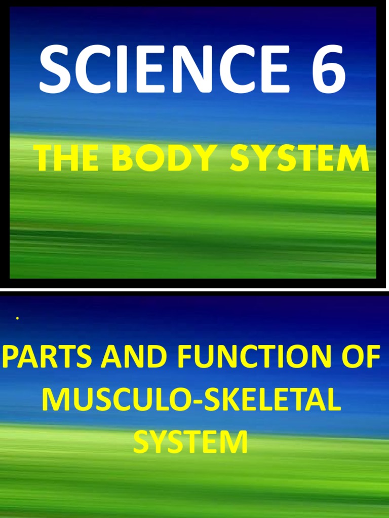 The 6 Body Systems: Muscular, Skeletal, Integumentary, Digestive ...