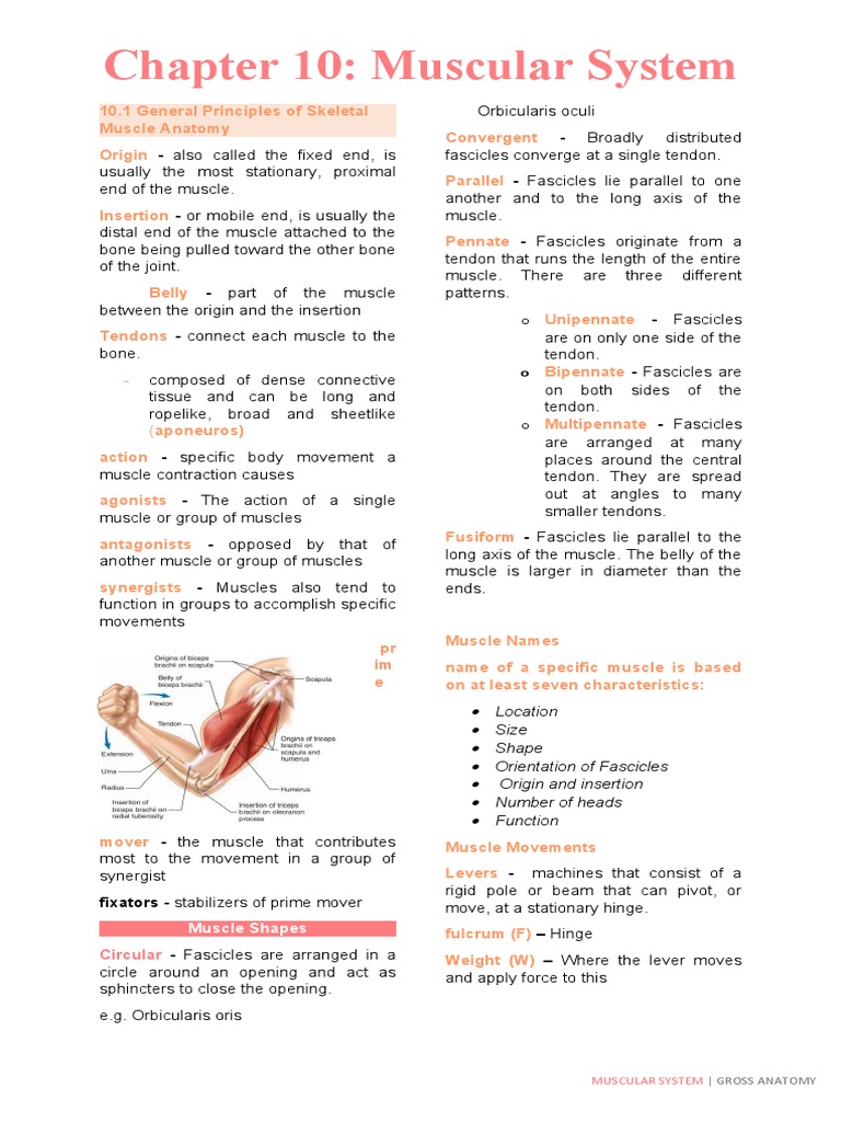 Muscular Systen Gross Anatomy | PDF | Anatomical Terms Of Motion ...