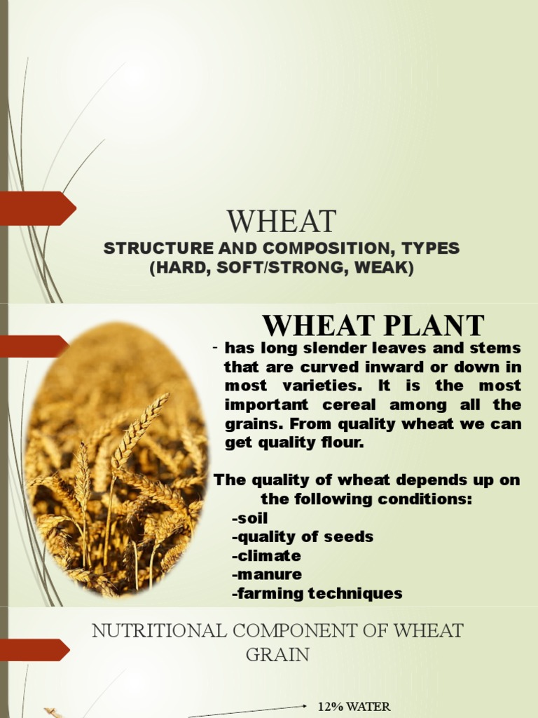 Wheat-Structure and Composition Group 5 | PDF | Wheat | Cereals