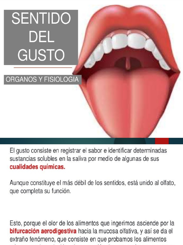 PDF Anatomia Del Sentido Del Gusto | PDF