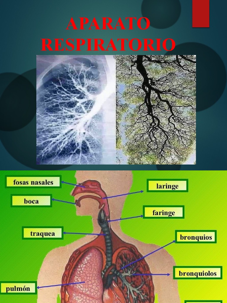 Pdf-Aparato-Respiratorio PREU | PDF