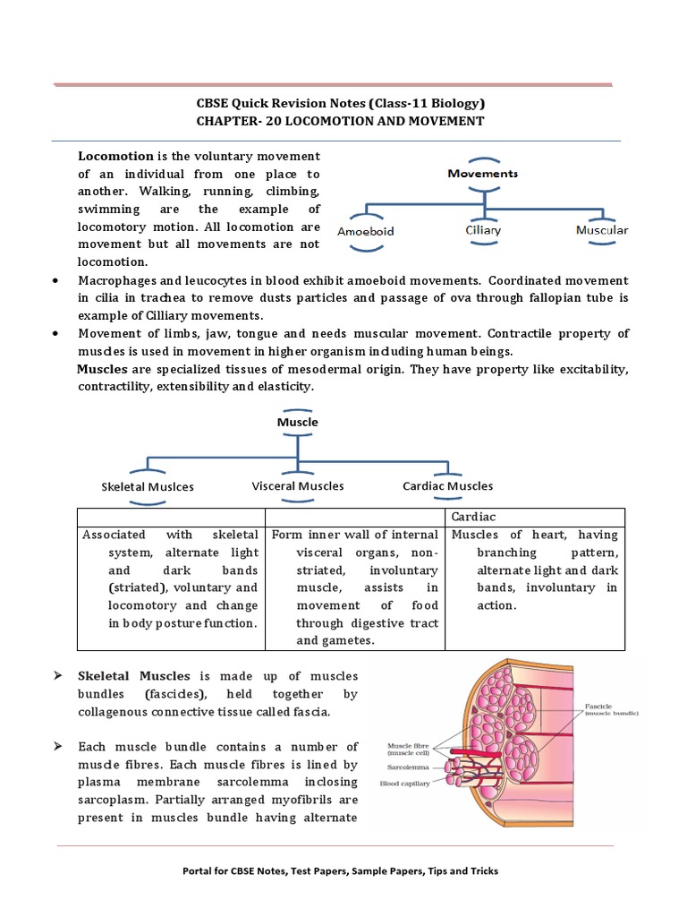 CBSE Class 11 Biology: Locomotion & Movement | PDF | Skeletal Muscle ...