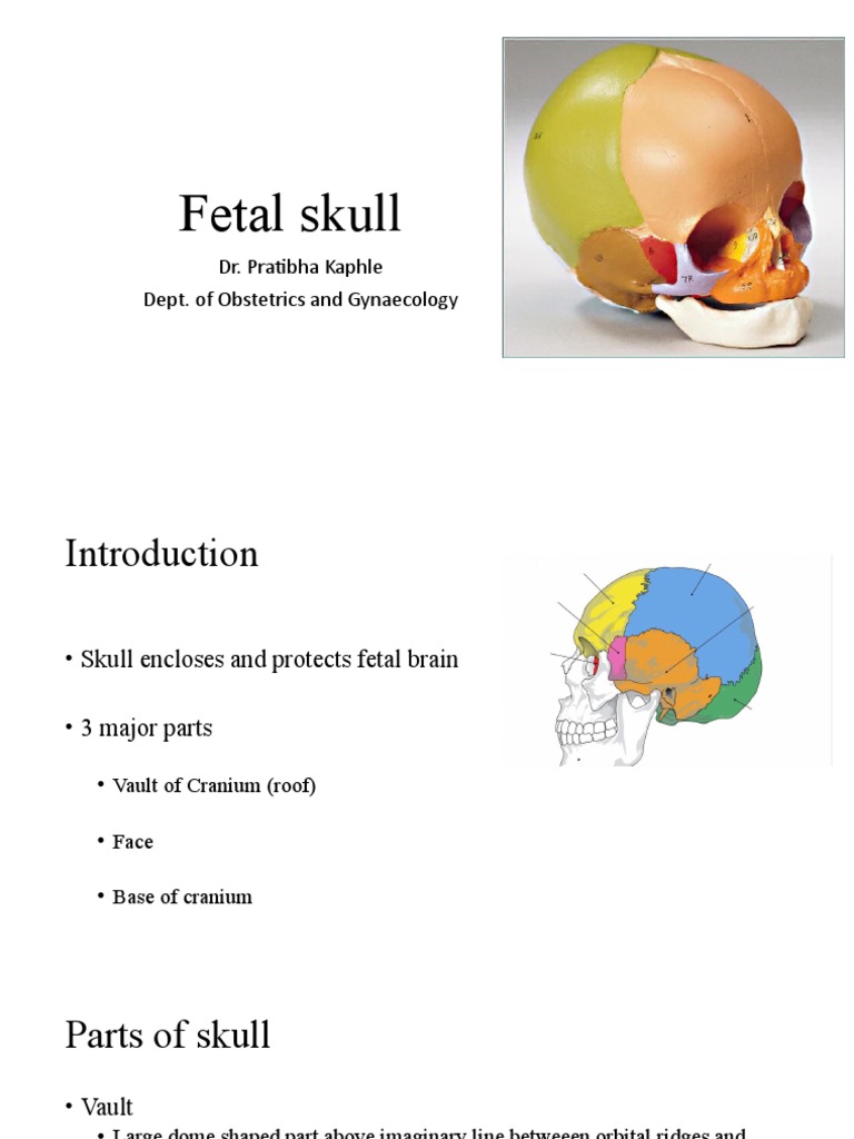 Fetal Skull | PDF | Skull | Musculoskeletal System