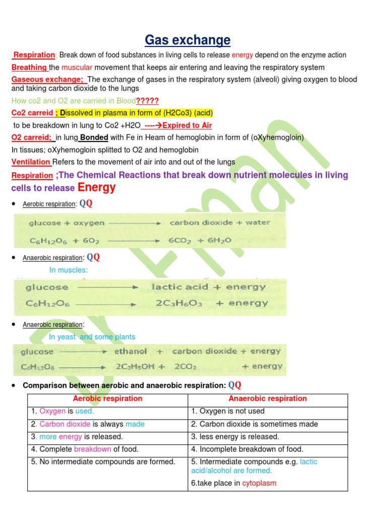 Respiratory Cambridge Notes | PDF | Lung | Respiratory Tract