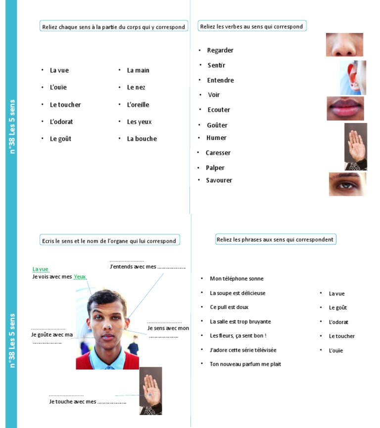 FLE A1 Les 5 Sens | PDF | Anatomie humaine | Anatomie