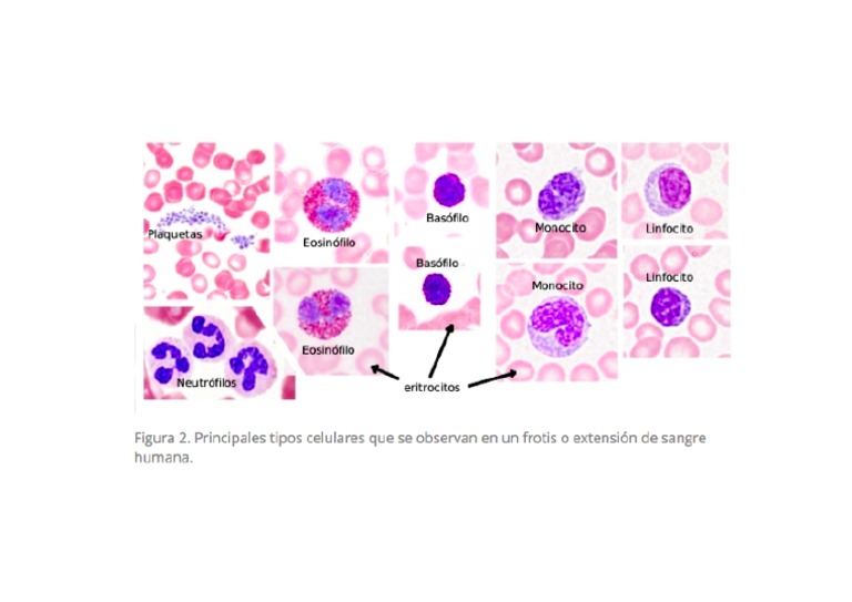 Células Sanguíneas | PDF