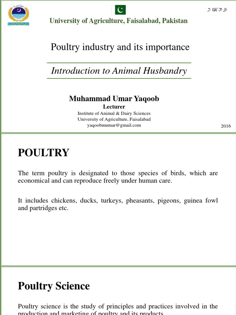 Poultry Industry & Its Importance | PDF | Chicken | Poultry Farming