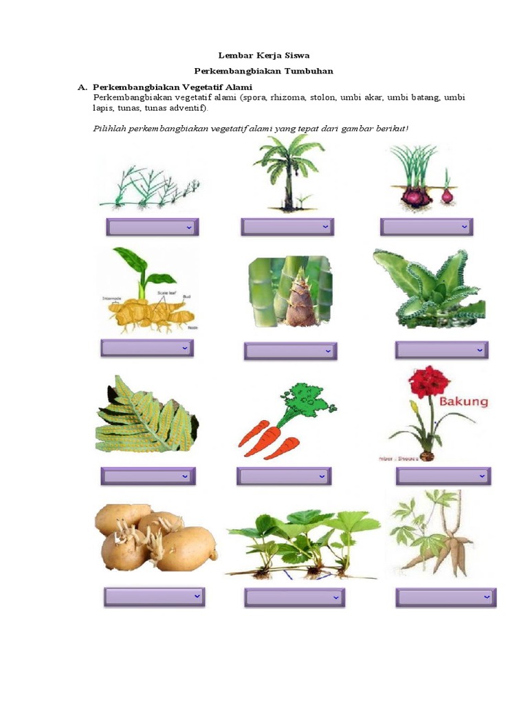 Lembar Kerja Siswa Perkembangbiakan Tumbuhan | PDF
