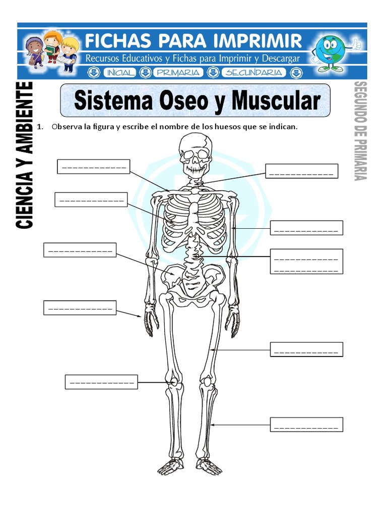 Ficha de Sistema Oseo y Muscular para Segundo de Primaria | PDF | Hueso ...