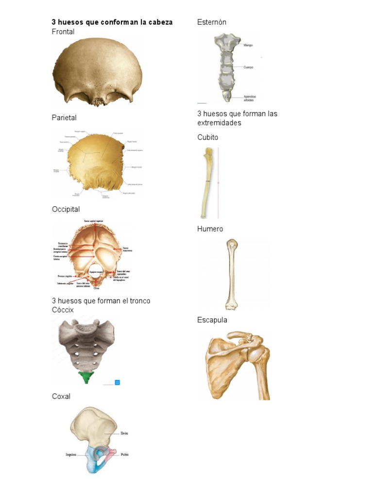 3 Huesos Que Conforman La Cabeza | PDF