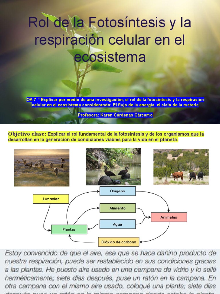 Rol de Fotosíntesis y Respiración en Ecosistemas | PDF