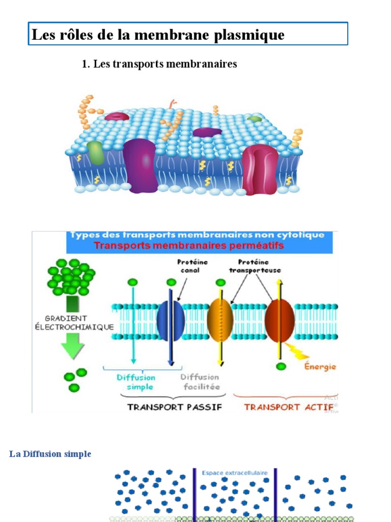07 - Les Rôles de La Membrane Plasmique | PDF | Membrane cellulaire | Nutriments