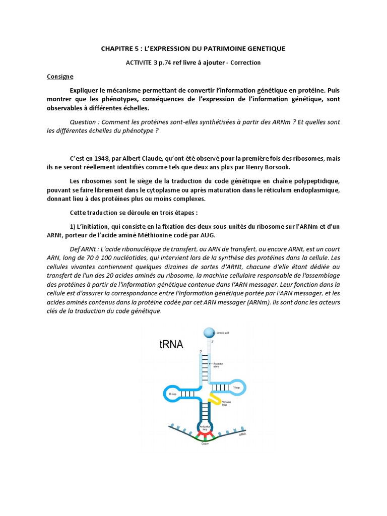Mécanismes de l'expression génétique et phénotypes | PDF | Ribosome ...