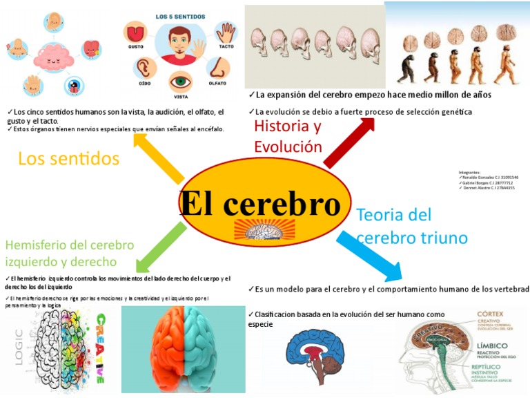 Mapa Mental Del Cerebro | PDF