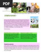 Timpanismo en Bovinos | PDF | Rumiante | Medicina CLINICA