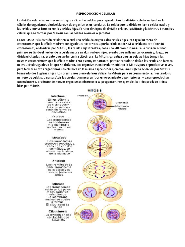 Reproducción Celular, Mitosis y Meiosis | Descargar gratis PDF | Mitosis | Mitosis