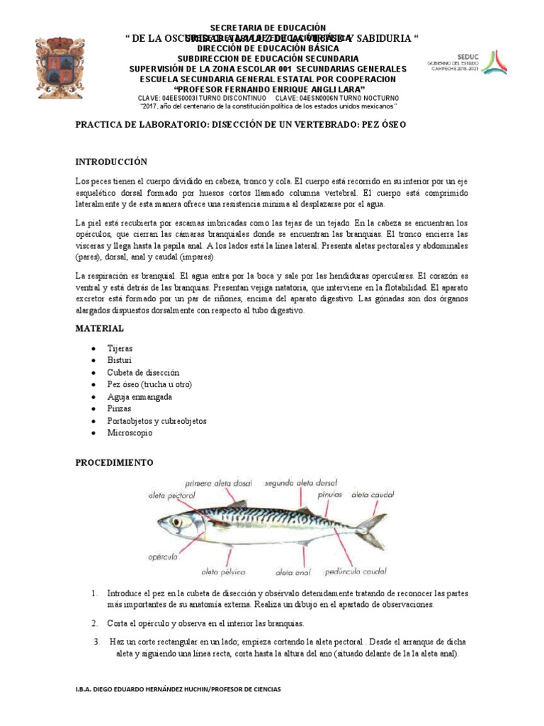Anatomía y fisiología de los peces: disección y observación de un pez óseo | PDF | Pescado ...