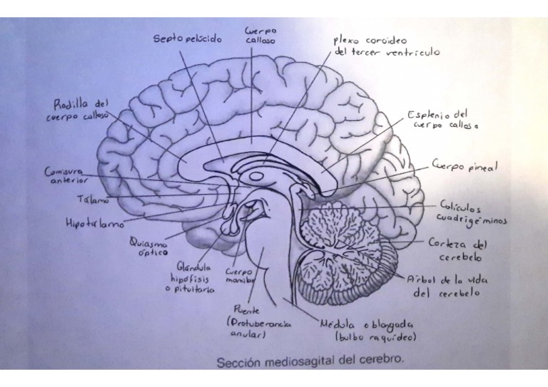 Cerebro (Corte Sagital) | PDF