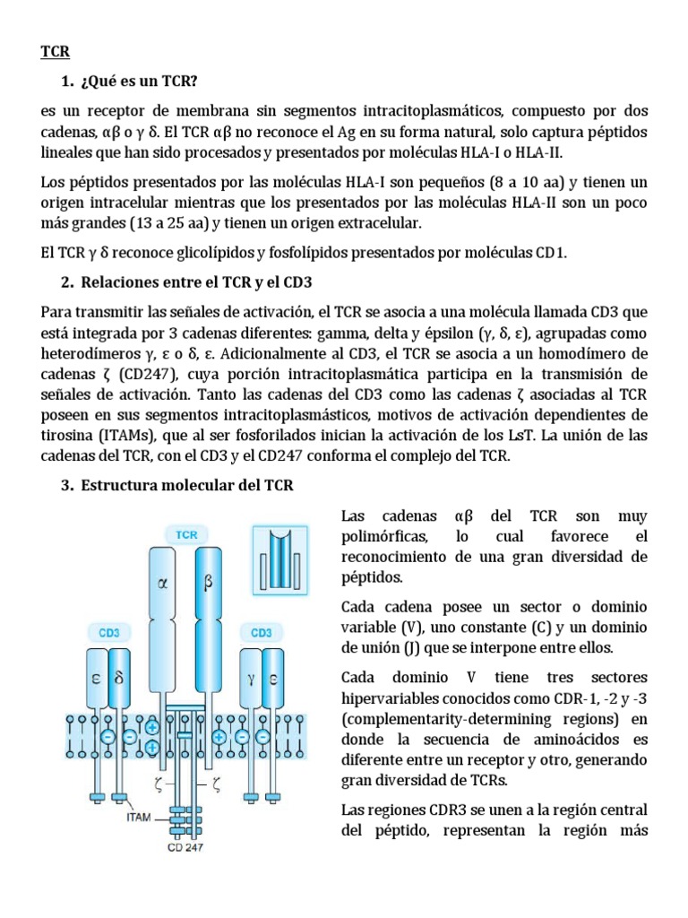 TCR 1 | PDF | Citocina | T Helper Cell