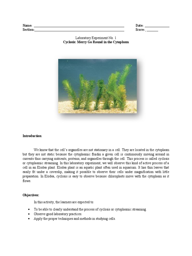 Cell and Molecular Biology Lab Experiment | PDF | Cytoplasm | Microscope